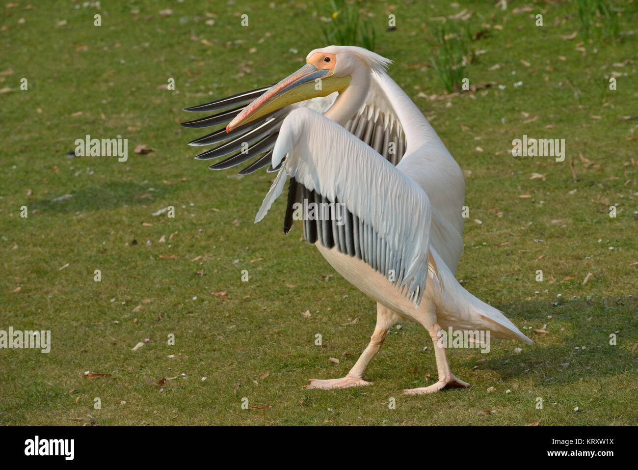 Outstretched wings hi-res stock photography and images - Alamy