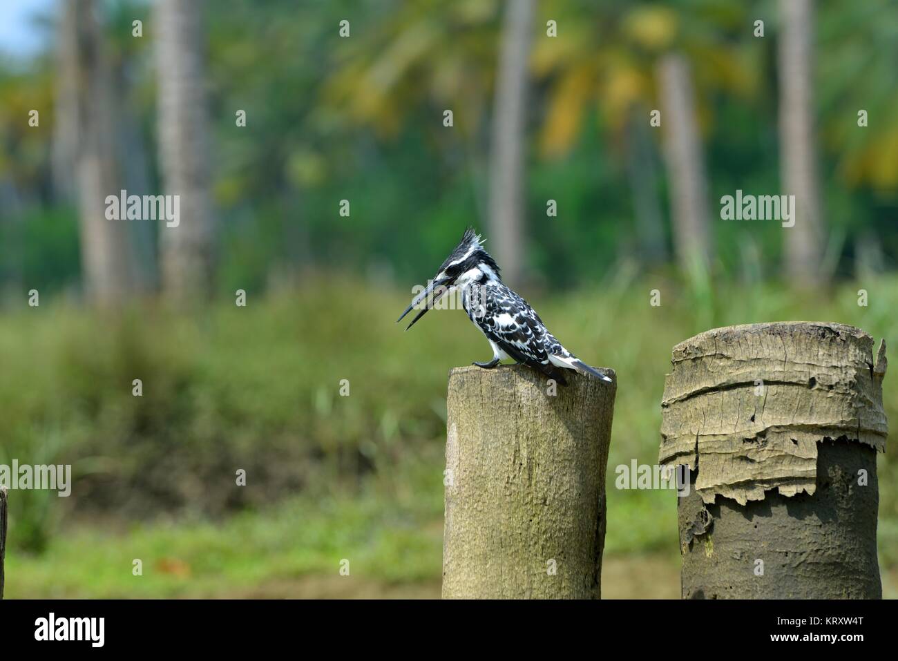 Kingfisher sitting on stump hi-res stock photography and images - Alamy