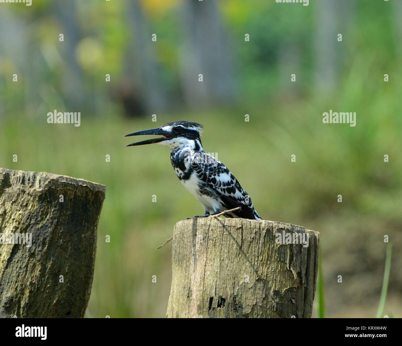 Kingfisher sitting on stump hi-res stock photography and images - Alamy