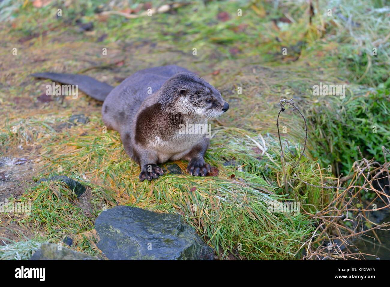 otter on river bank Stock Photo - Alamy