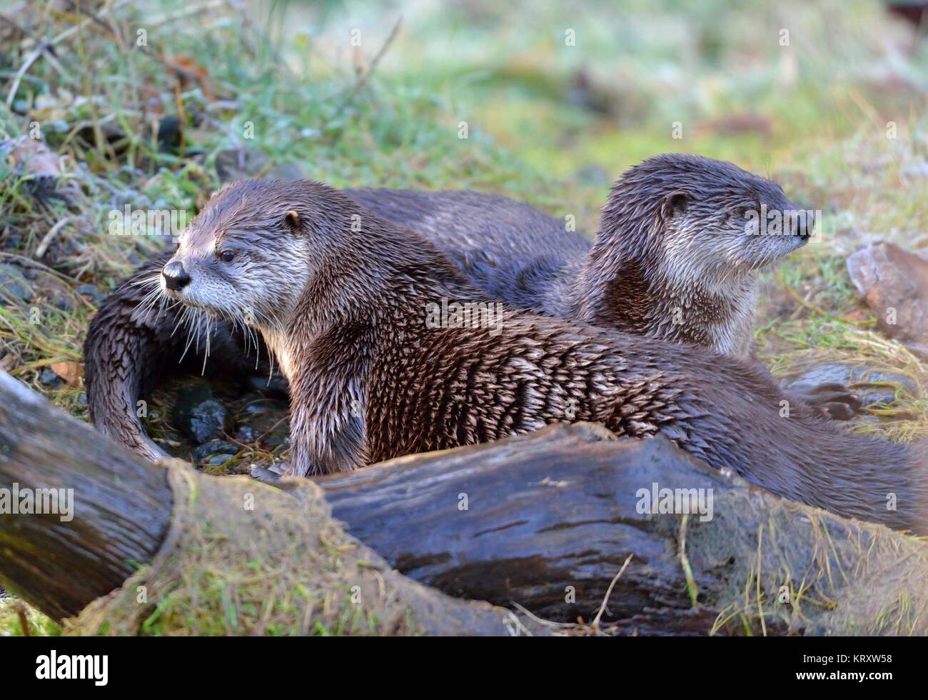 otter on river bank Stock Photo - Alamy