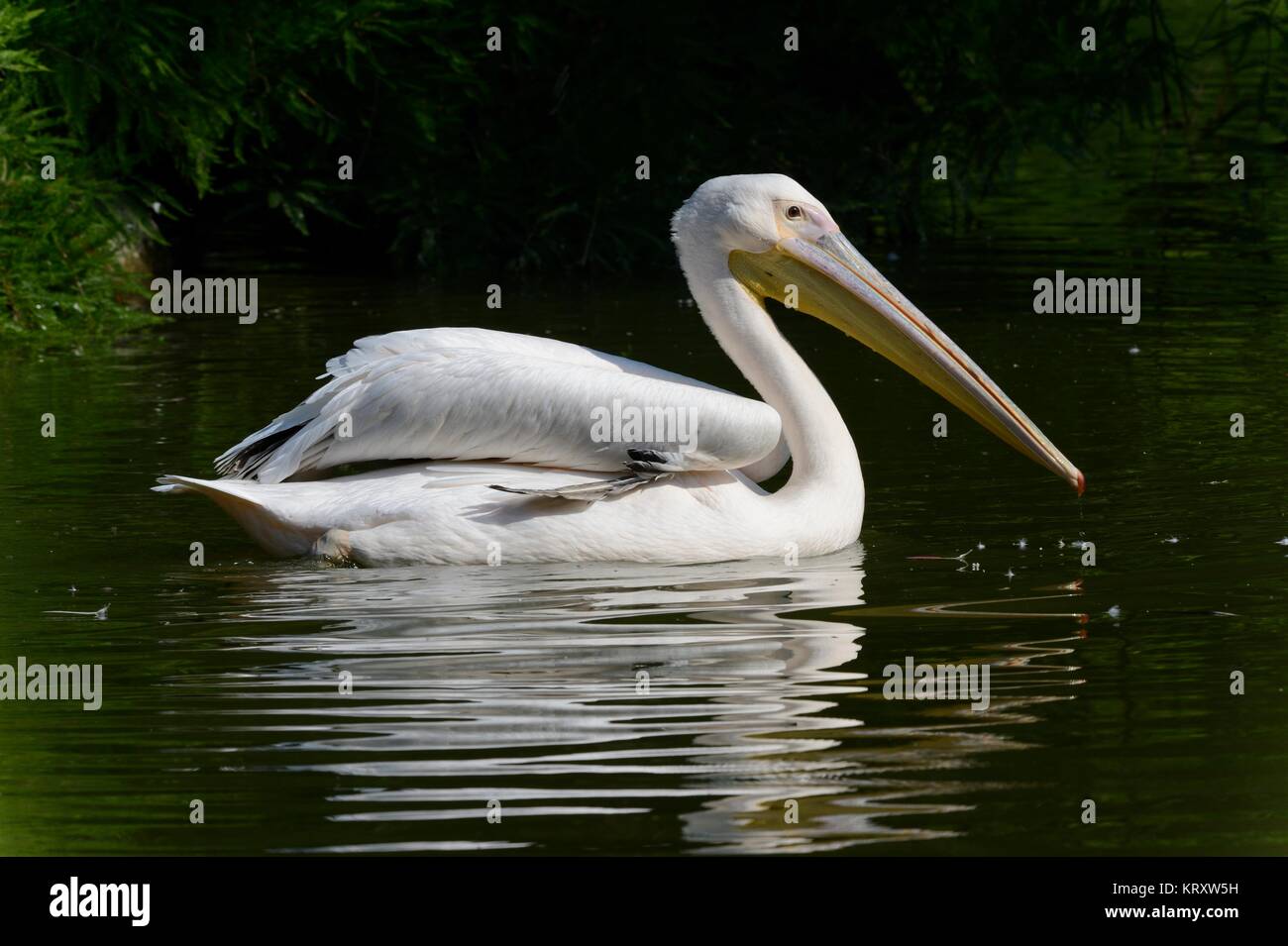 shimmering pink pelican at sea Stock Photo - Alamy