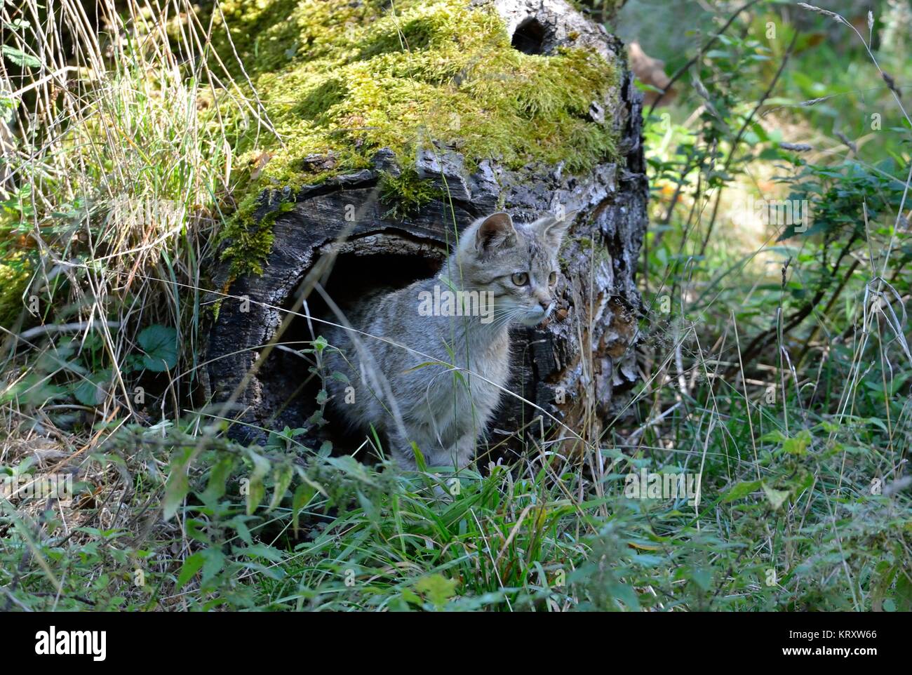 wild cat in the forest Stock Photo - Alamy