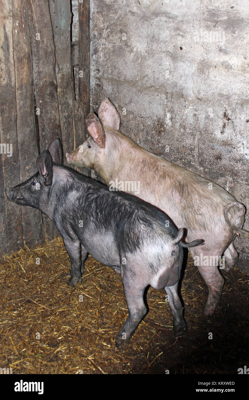 two pigs in the cattle-shed on the farm Stock Photo - Alamy