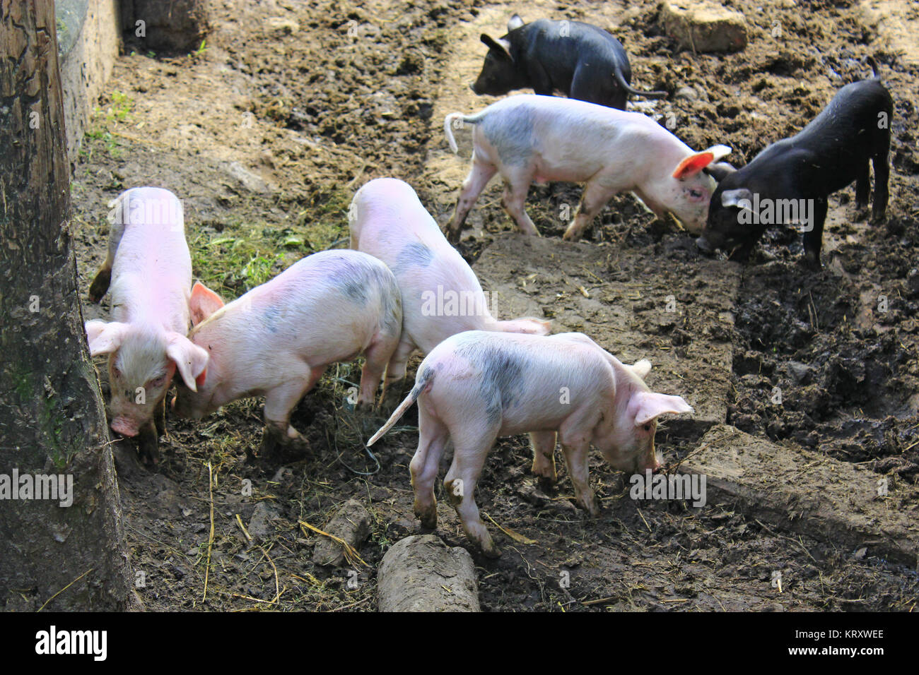 piglets on the farm Stock Photo - Alamy