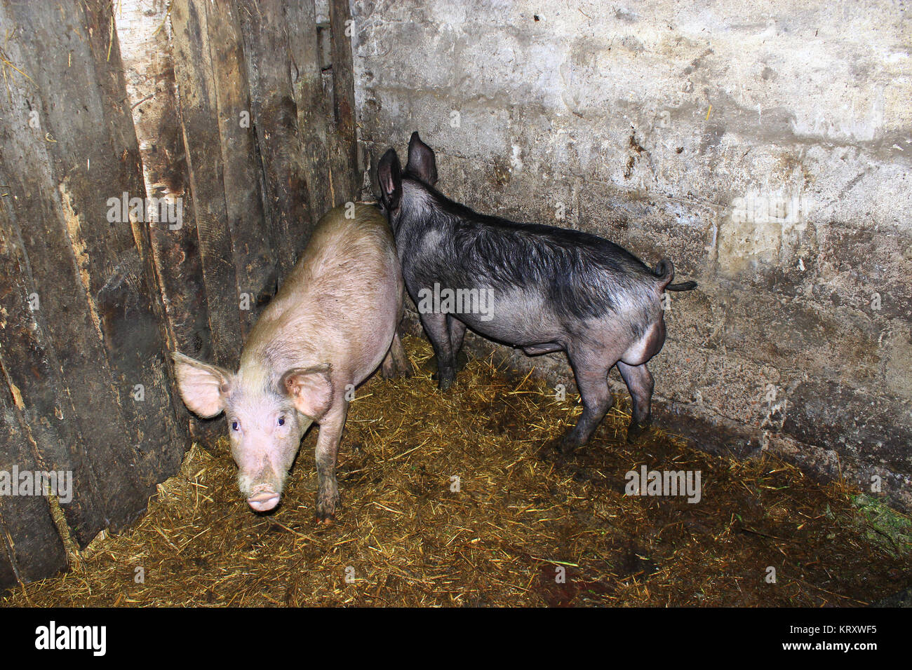 two pigs in the cattle-shed on the farm Stock Photo - Alamy
