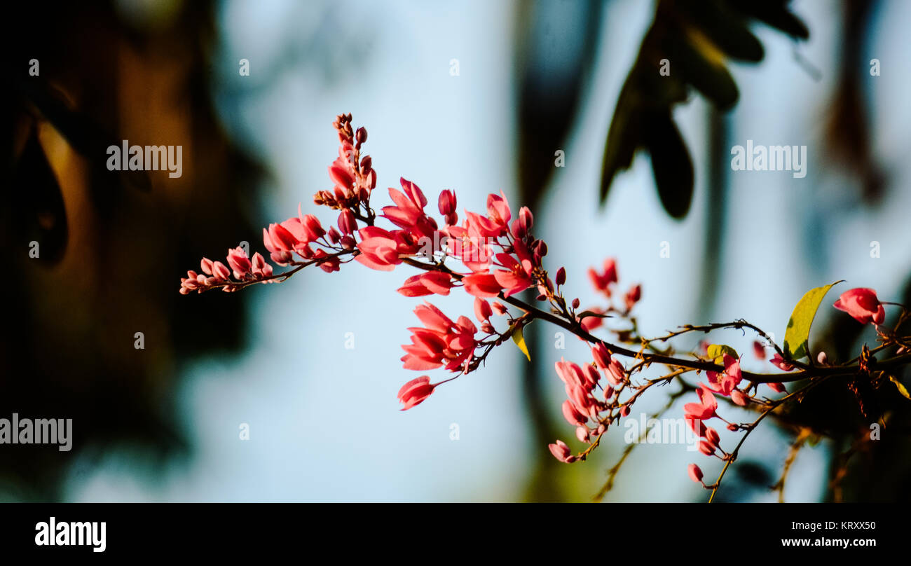 Flower back light Stock Photo - Alamy