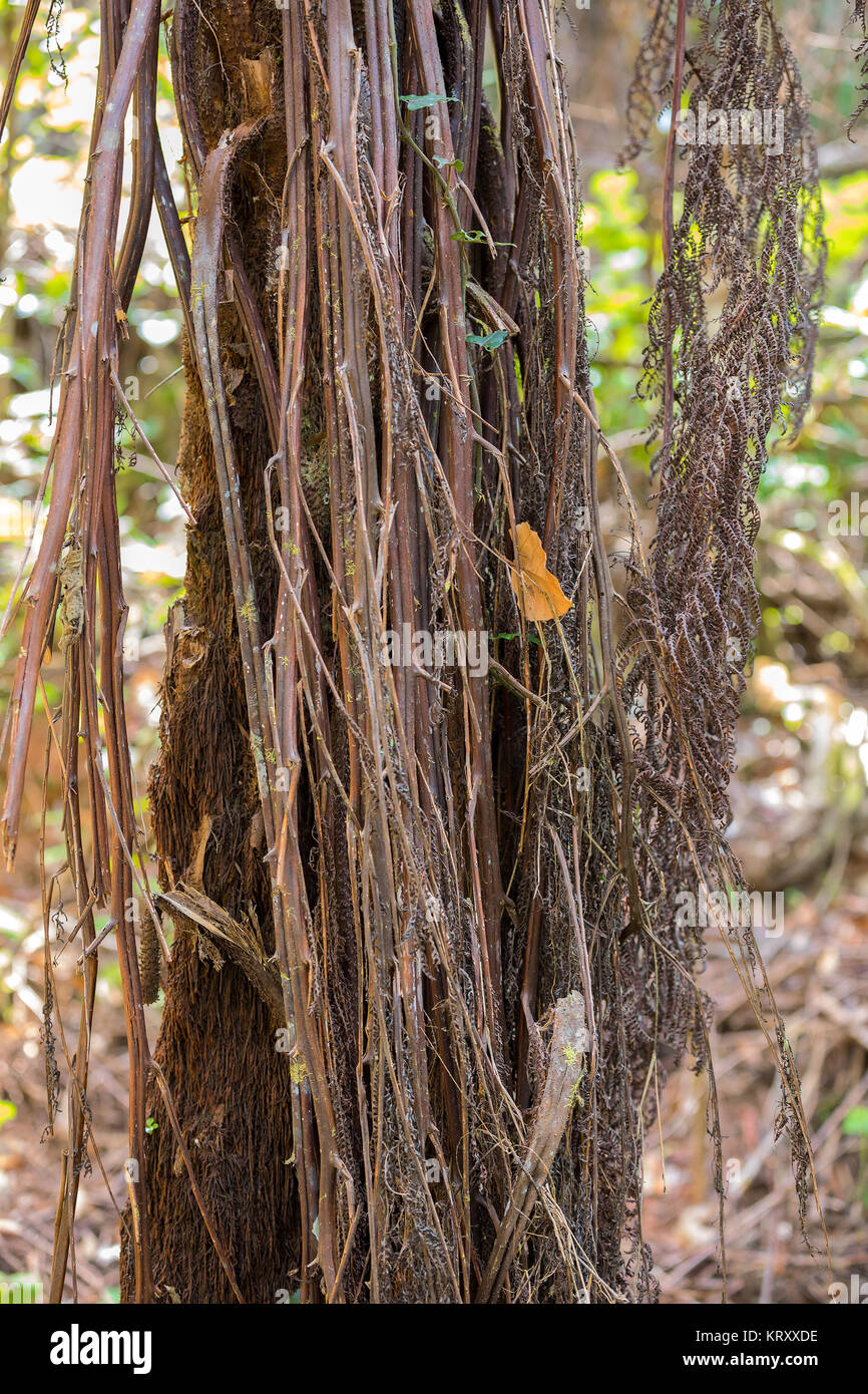 tree trunk in typical rainforest in Madagascar Stock Photo - Alamy