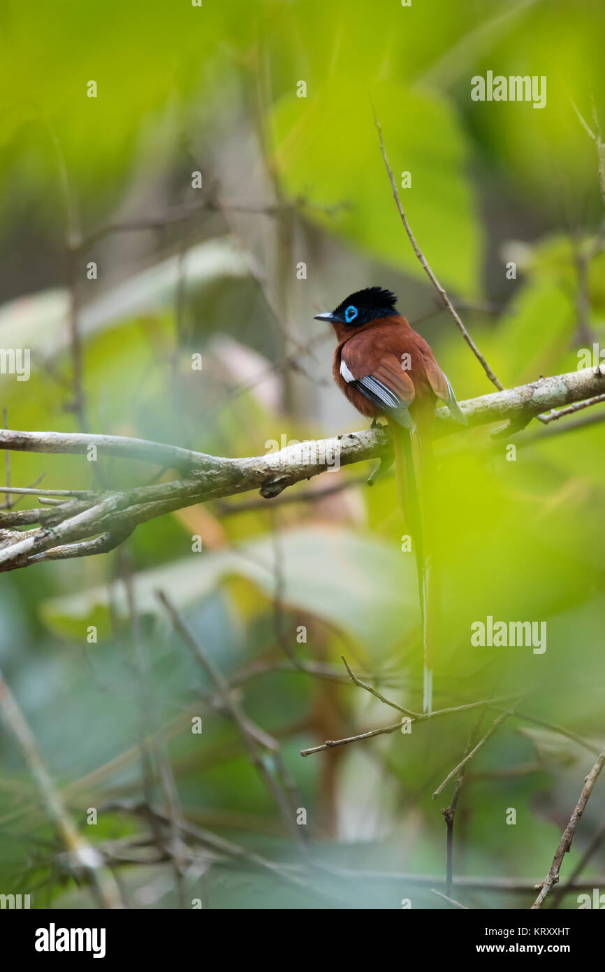 Madagascar Paradise-flycatcher, Terpsiphone mutata Stock Photo - Alamy