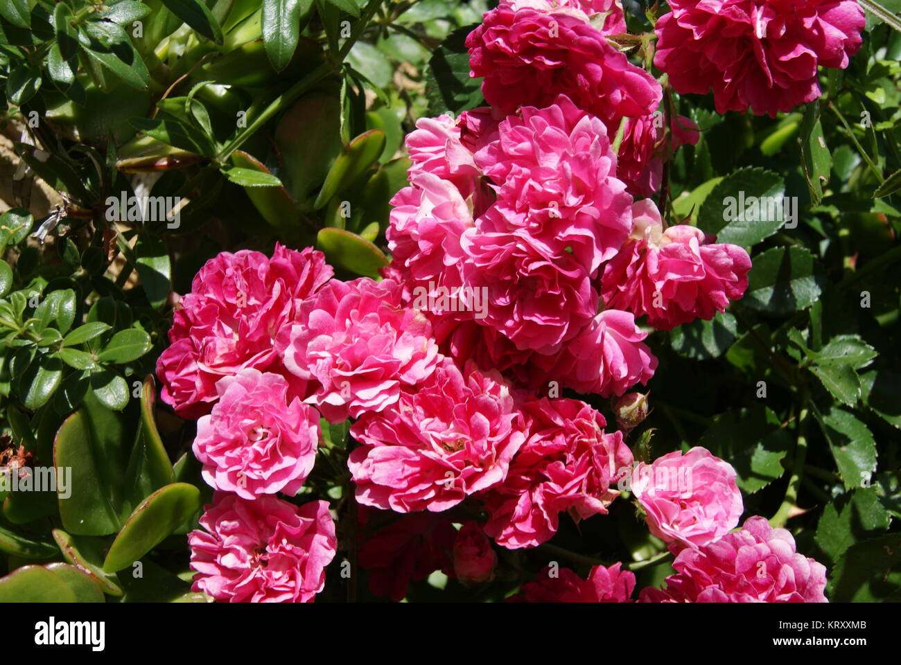 Beautiful flowers in Obidos, Portugal Stock Photo - Alamy