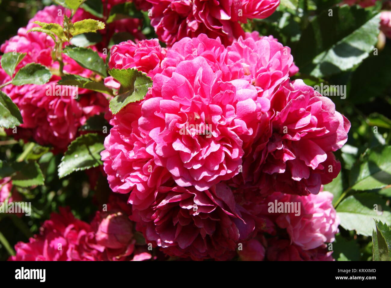 Beautiful flowers in Obidos, Portugal Stock Photo - Alamy