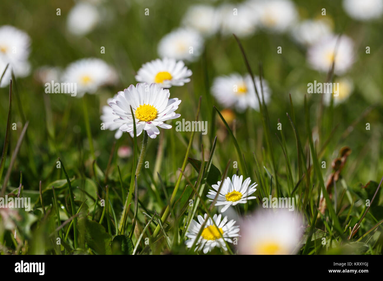 Flourishing daisy hi-res stock photography and images - Alamy