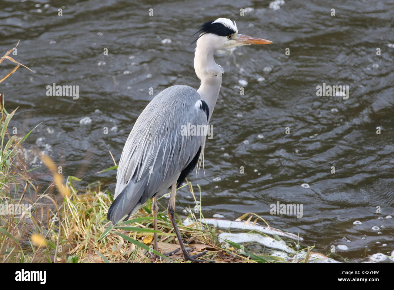gray heron on the hunt Stock Photo - Alamy
