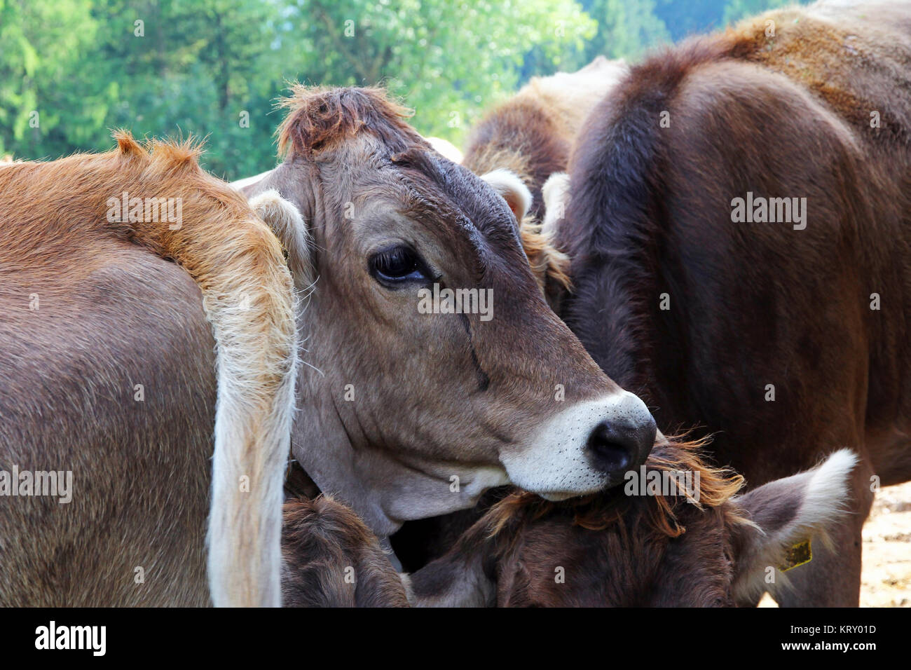 Cattle head hi-res stock photography and images - Alamy