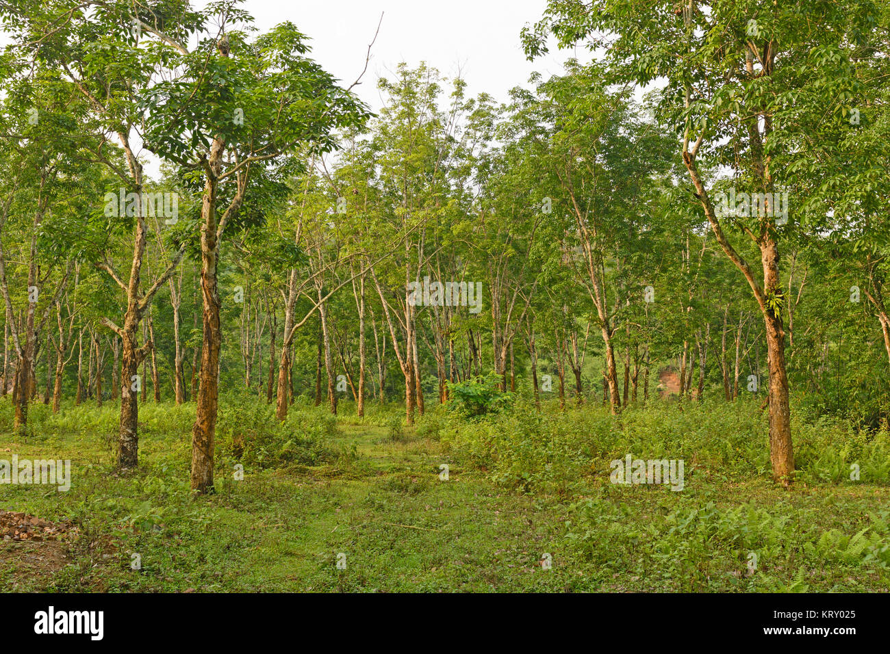 Rubber Trees India Stock Photos & Rubber Trees India Stock Images - Alamy