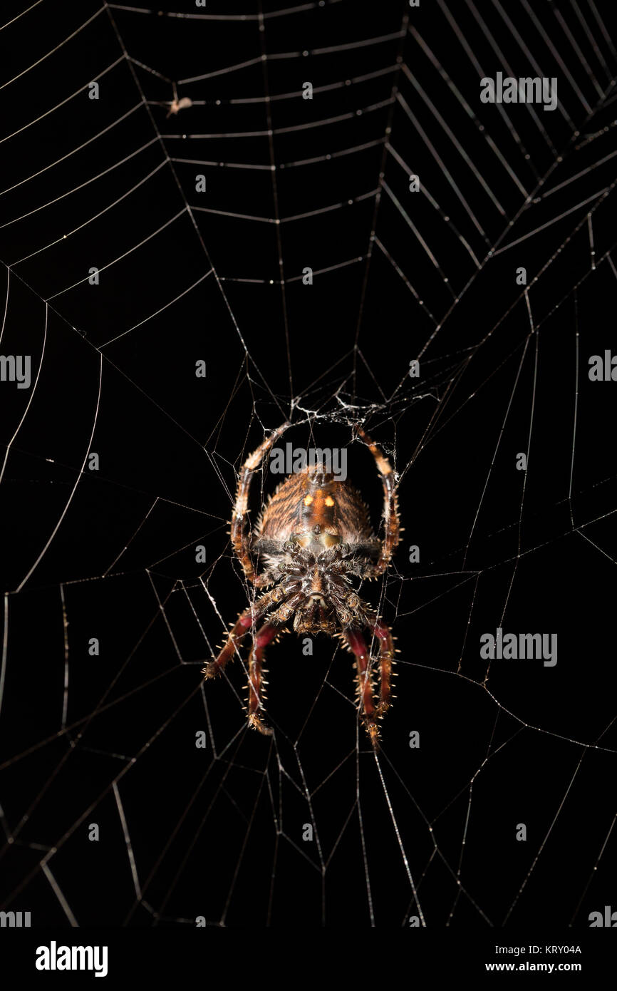 Darwin's bark spider (Caerostris darwini) Madagascar Stock Photo - Alamy