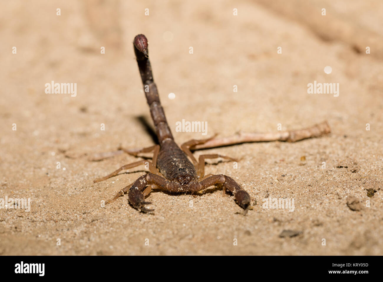 Scorpion's tail hi-res stock photography and images - Alamy