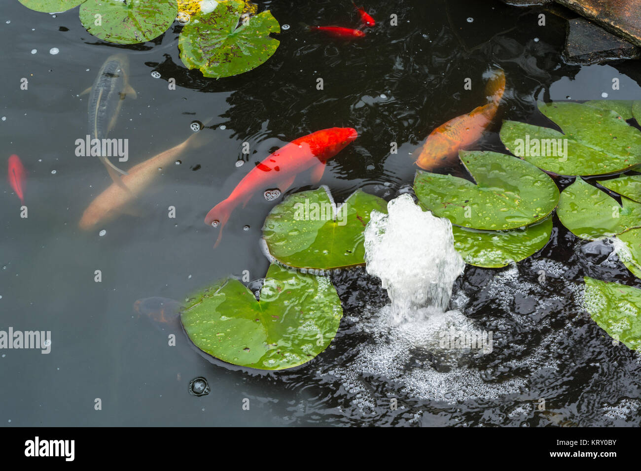 Koi karpfen hi-res stock photography and images - Alamy