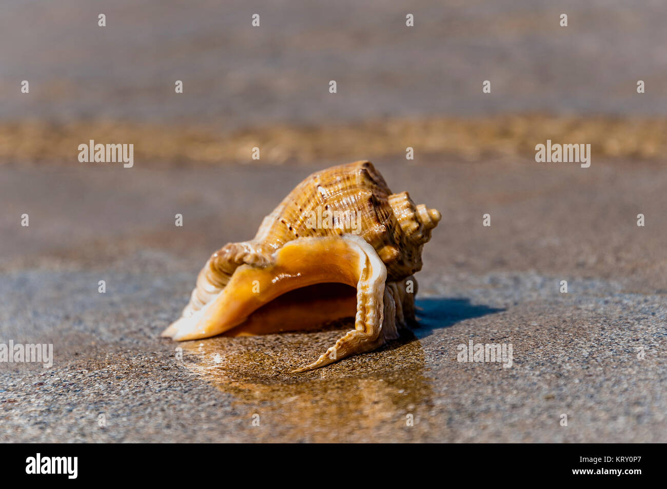Seashell Rapana on the beach Stock Photo - Alamy