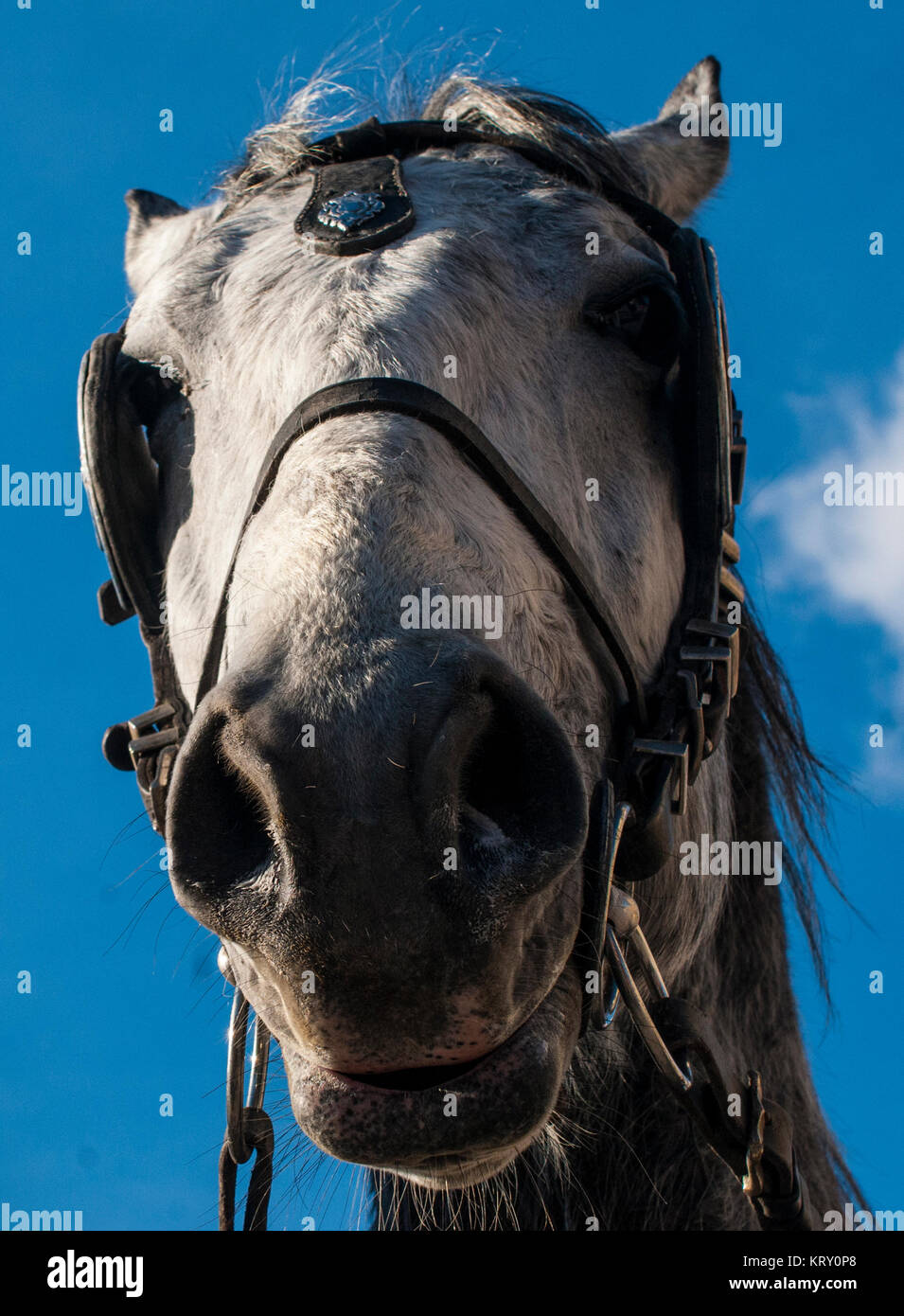 A horse head portrait Stock Photo - Alamy