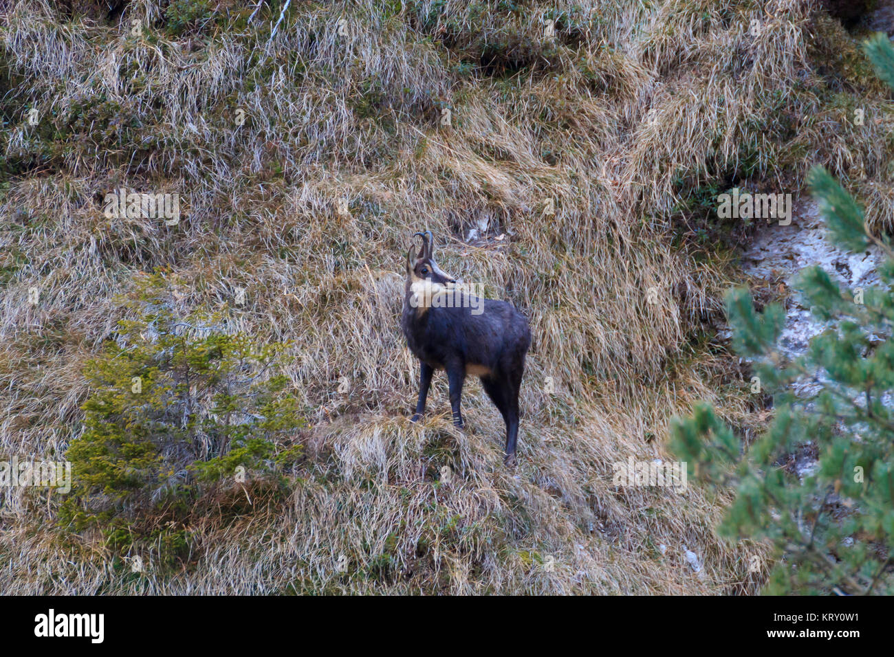 Chamois close up Stock Photo - Alamy
