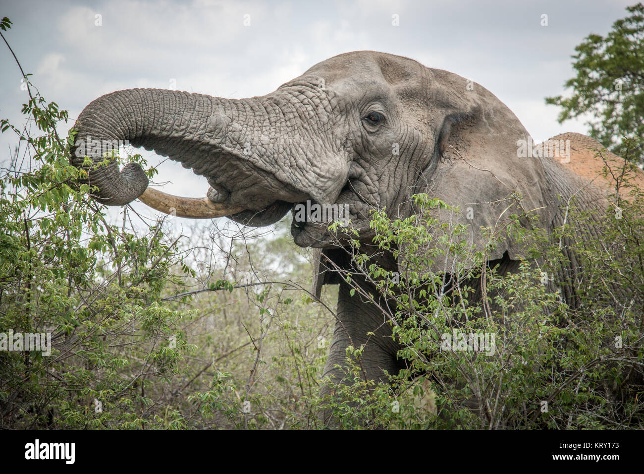 Eating Elephant in the Kruger National Park, South Africa Stock Photo ...