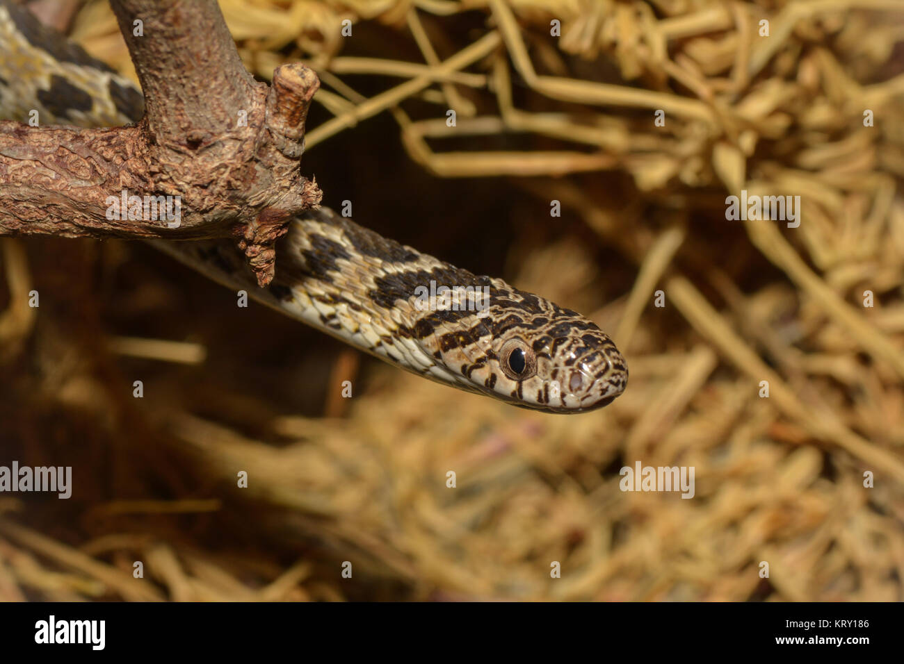 eggs snake crawling through a bush Stock Photo - Alamy