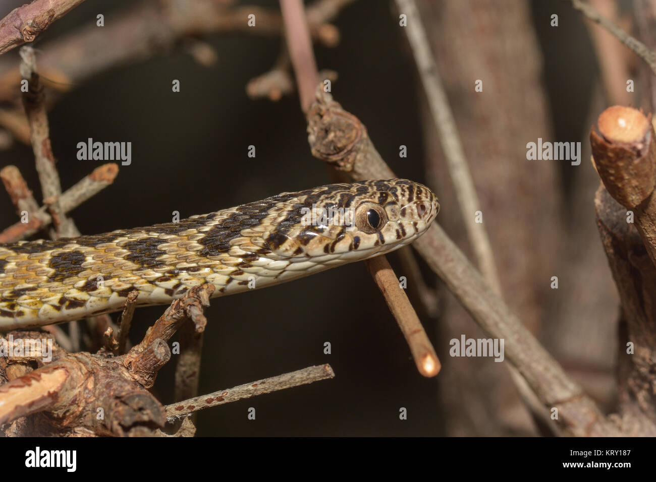 Snakes eggs hi-res stock photography and images - Alamy