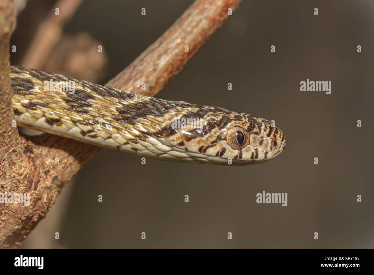 eggs snake crawling through a bush Stock Photo - Alamy