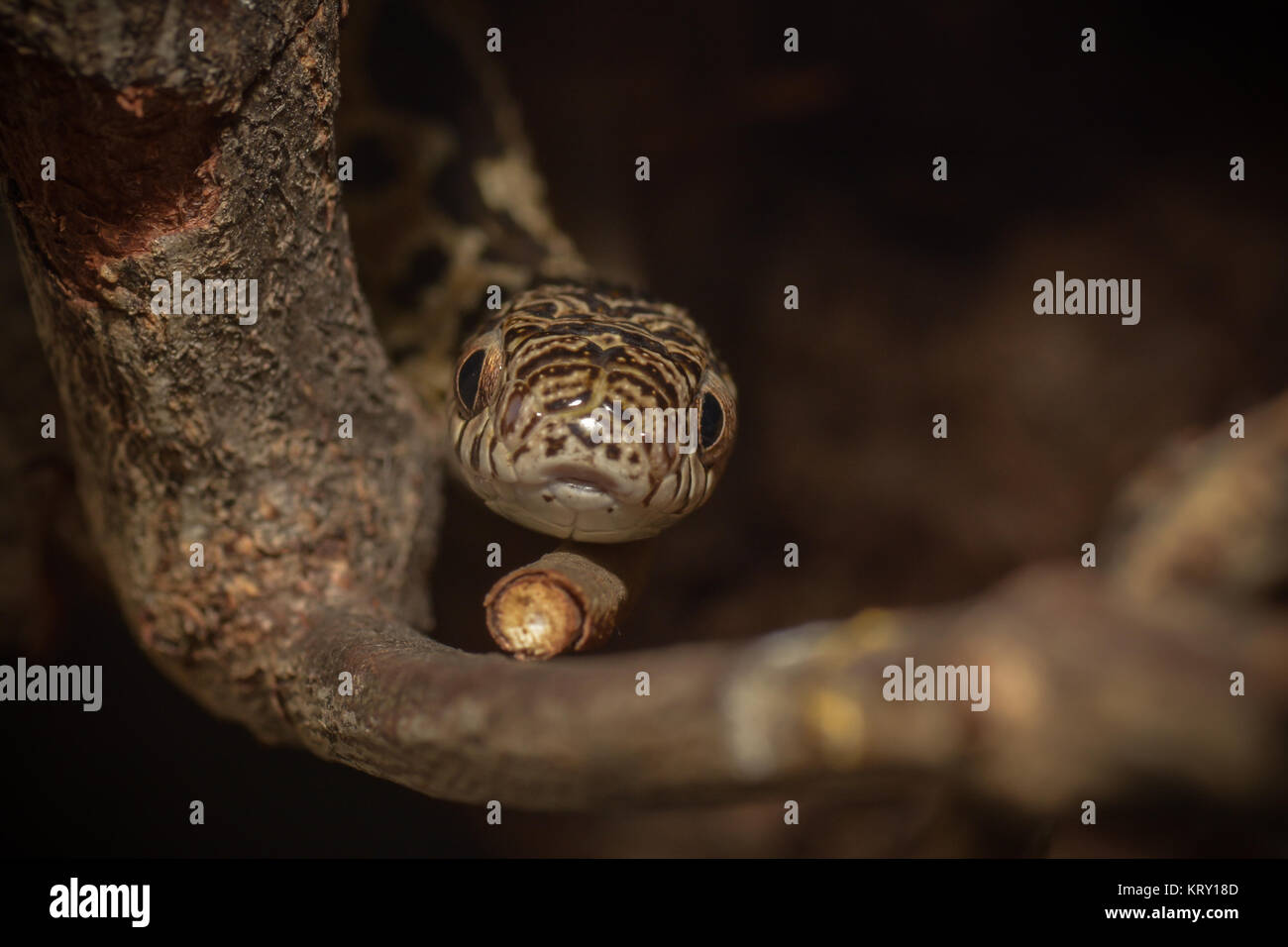 Snakes eggs hi-res stock photography and images - Alamy