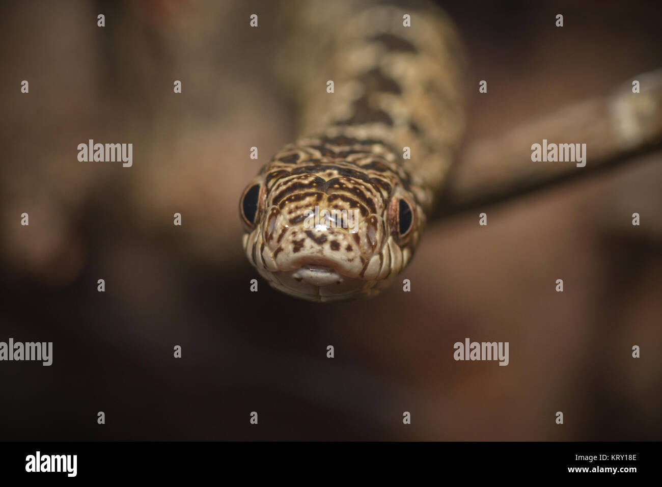 eggs snake crawling through a bush Stock Photo - Alamy