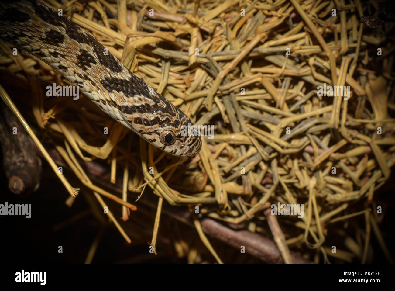 eggs snake crawling through a bush Stock Photo - Alamy
