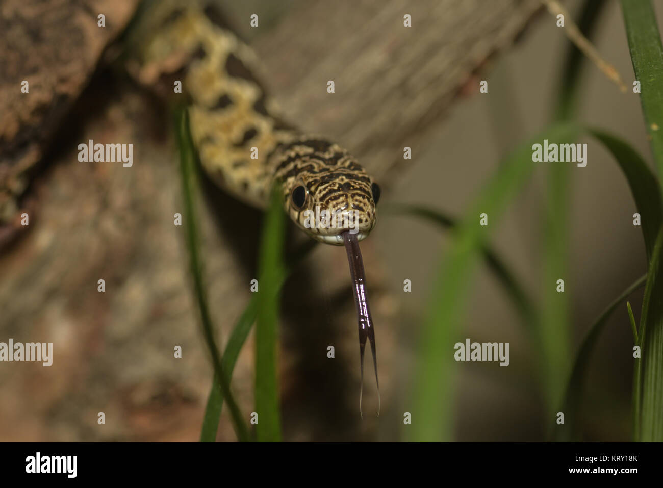 Snakes eggs hi-res stock photography and images - Alamy