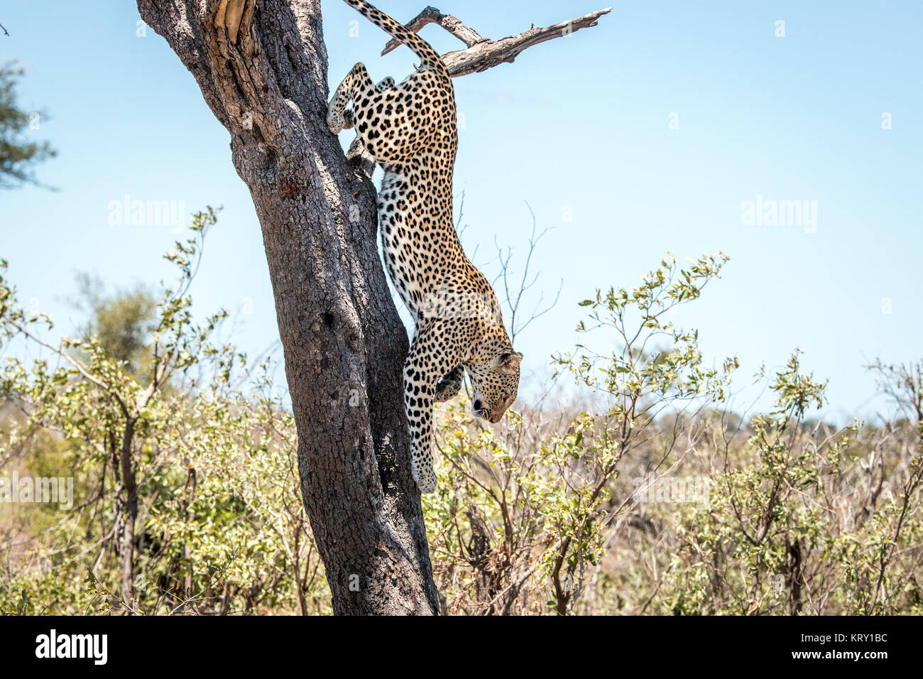 Leopard panthera pardus jumping hi-res stock photography and images - Alamy