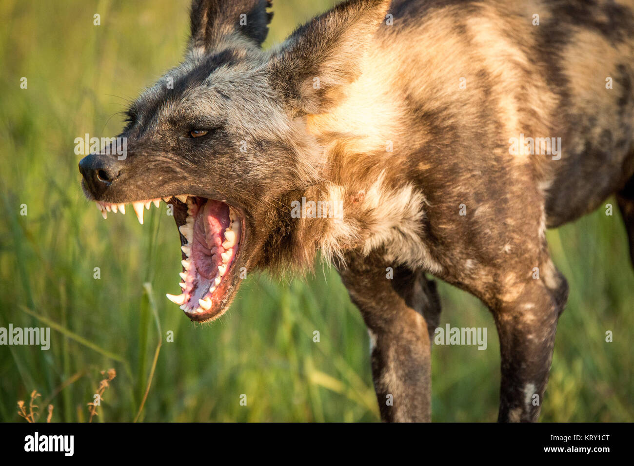Yawning African wild dog in the Kruger National Park, South Africa ...