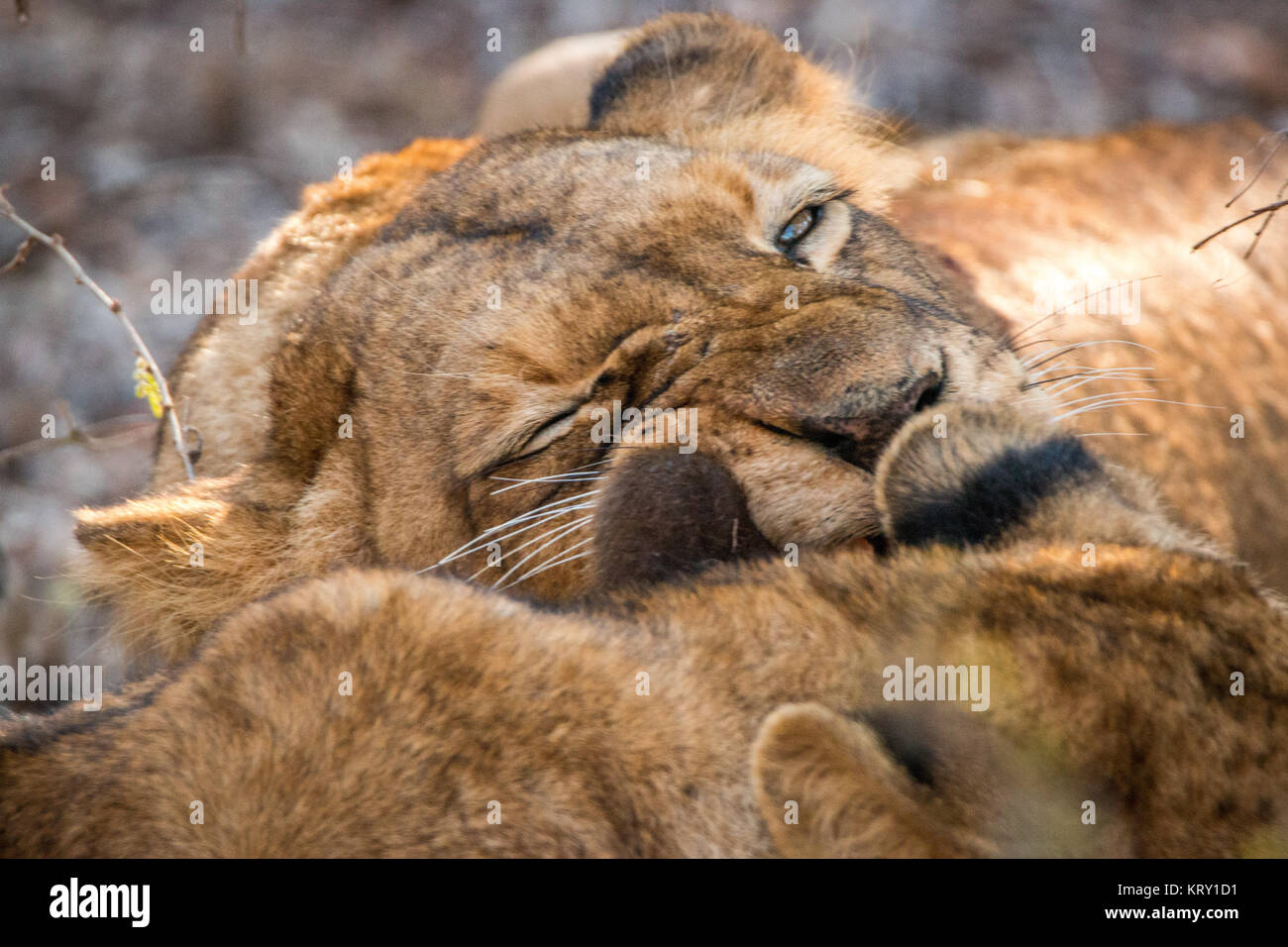 Lioness eating in the Kruger National Park, South Africa Stock Photo ...