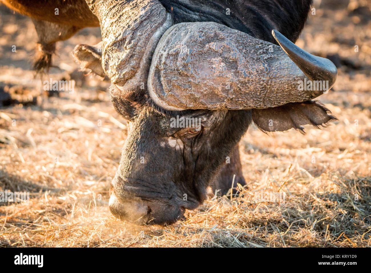 Eating Buffalo in the Kruger National Park, South Africa Stock Photo ...