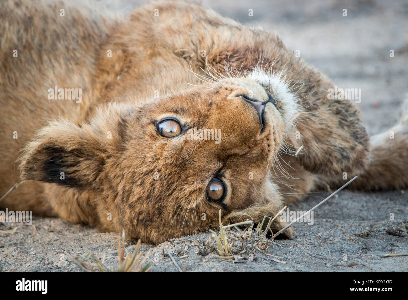 Resting Lion cub in the Kruger National Park, South Africa Stock Photo ...
