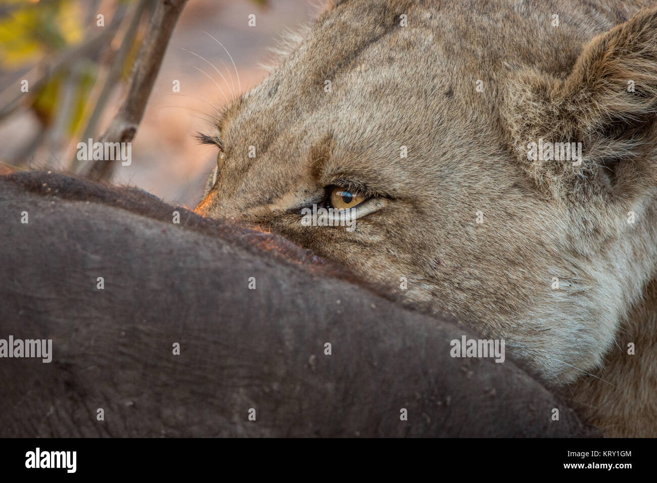 Eating Lioness in the Kruger National Park, South Africa Stock Photo ...