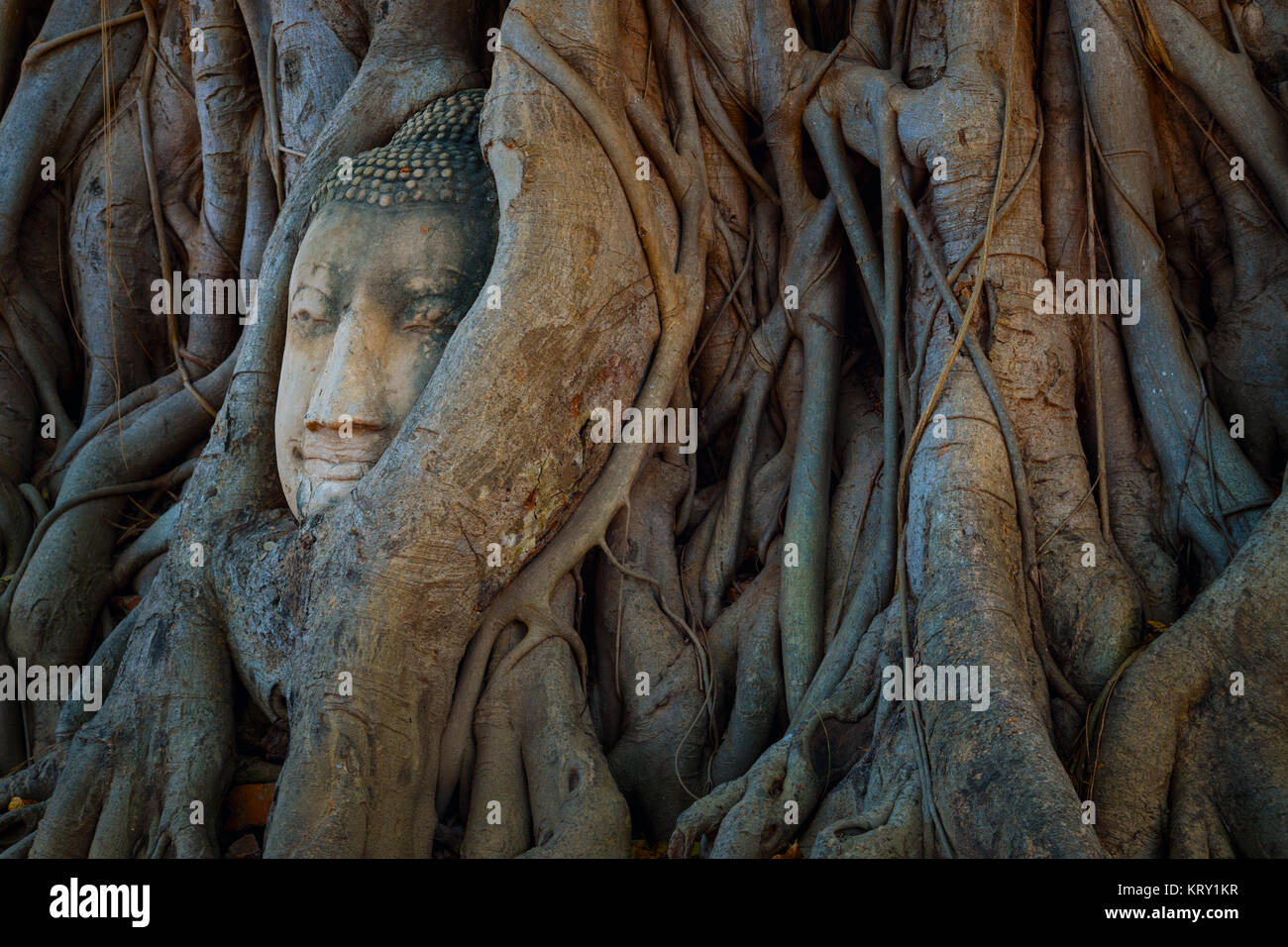 Famous Buddha Head with Banyan Tree Root at Wat Mahathat Temple in ...