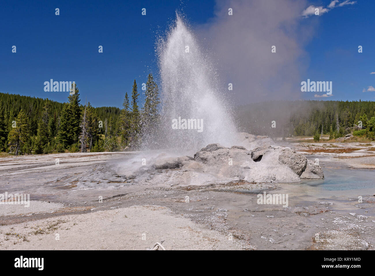 Geyser Erupting in the Wilderness Stock Photo - Alamy