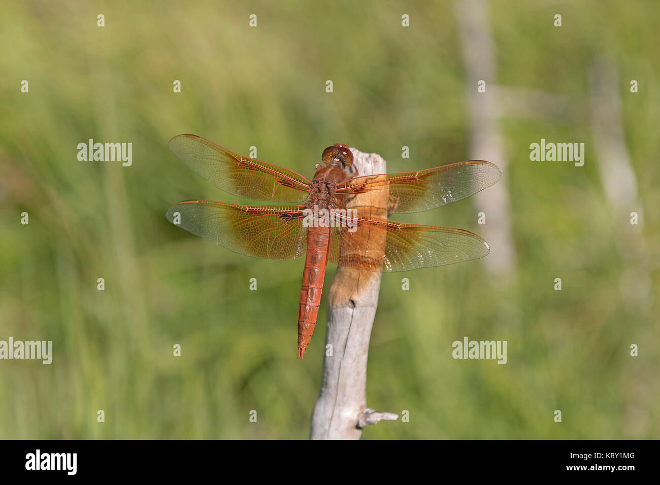 Flame Skimmer Dragonfly Stock Photo - Alamy