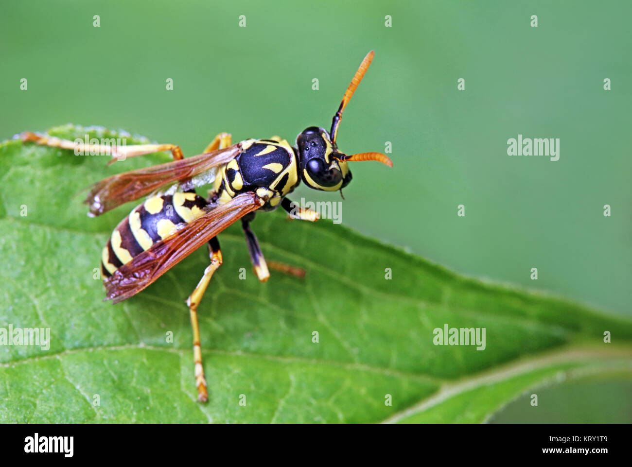 european paper wasp polistes dominula Stock Photo - Alamy