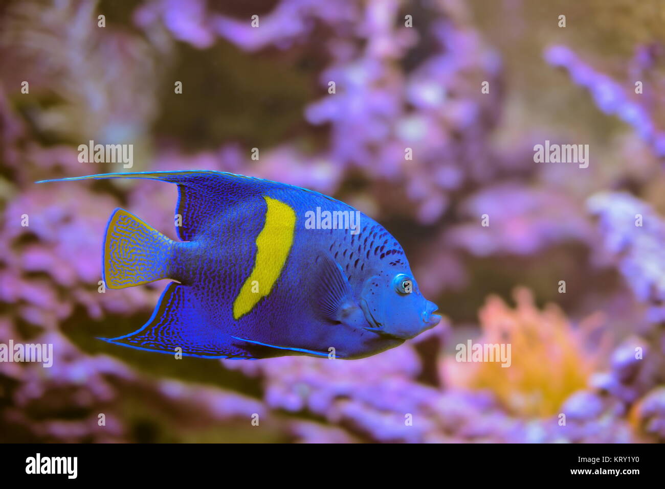 colorful pacific residents Stock Photo - Alamy