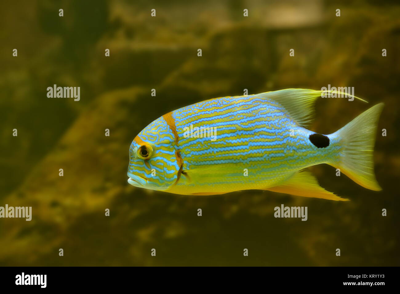 colorful pacific residents Stock Photo - Alamy