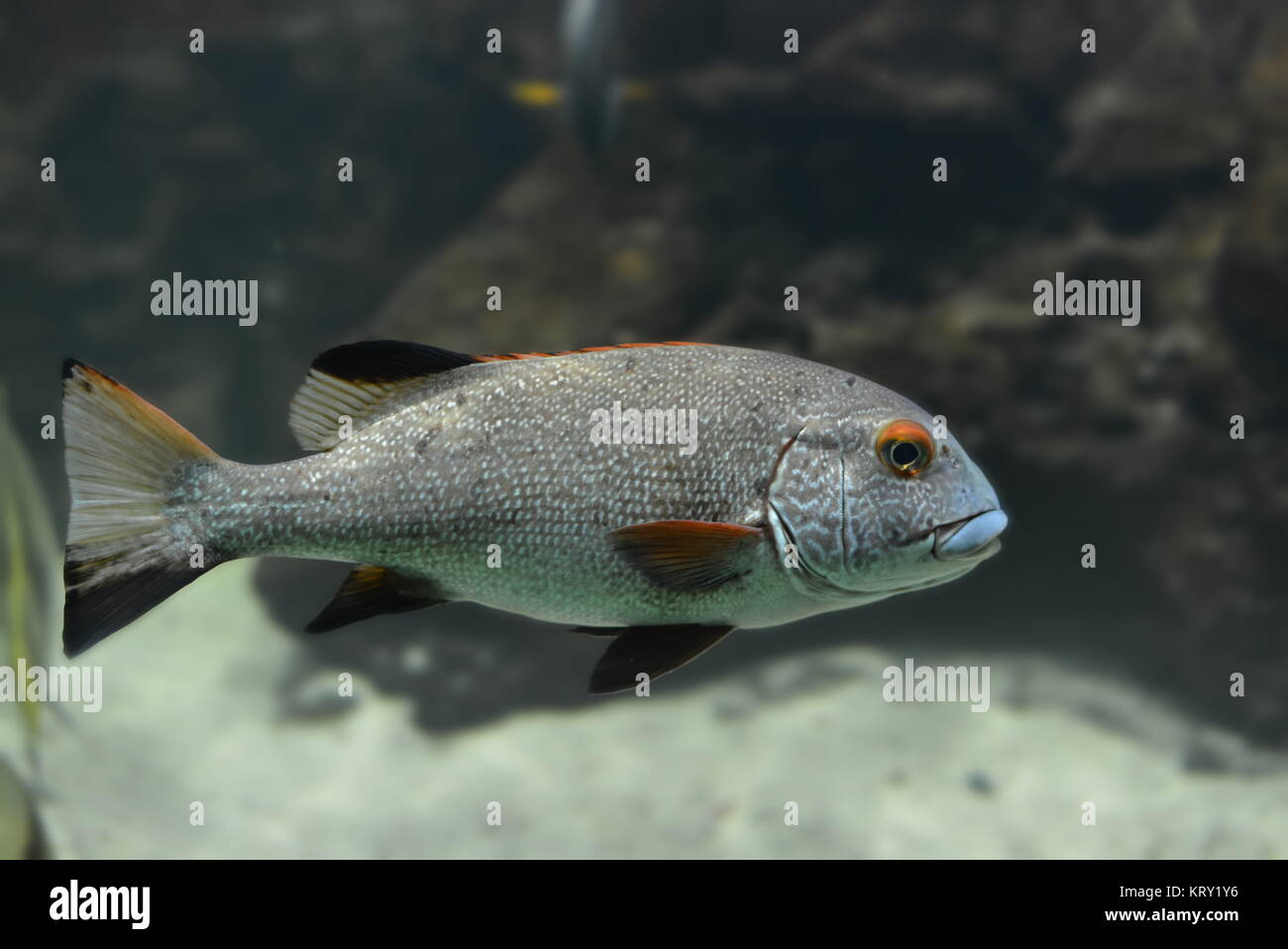 colorful pacific residents Stock Photo - Alamy