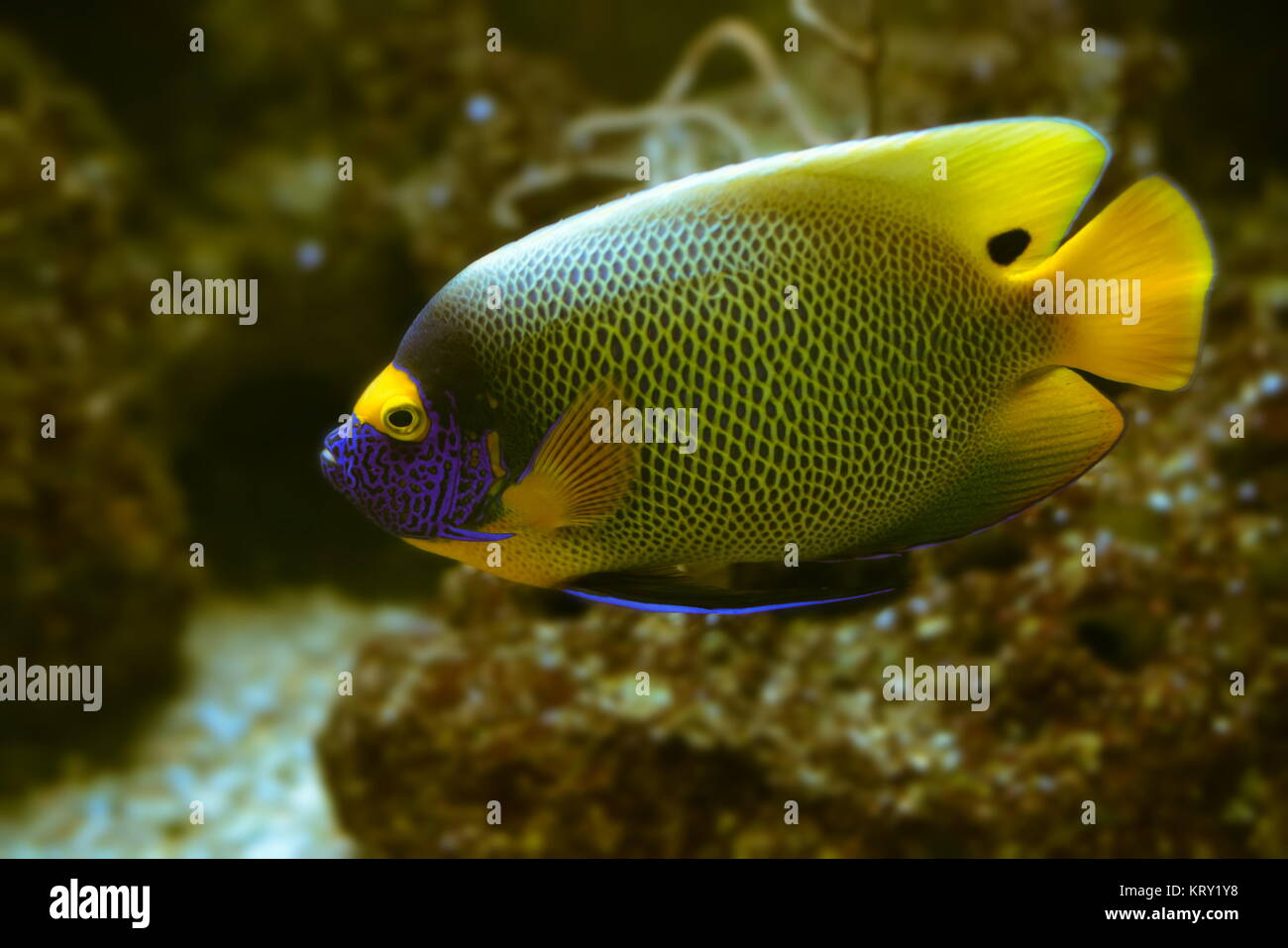 colorful pacific residents Stock Photo - Alamy