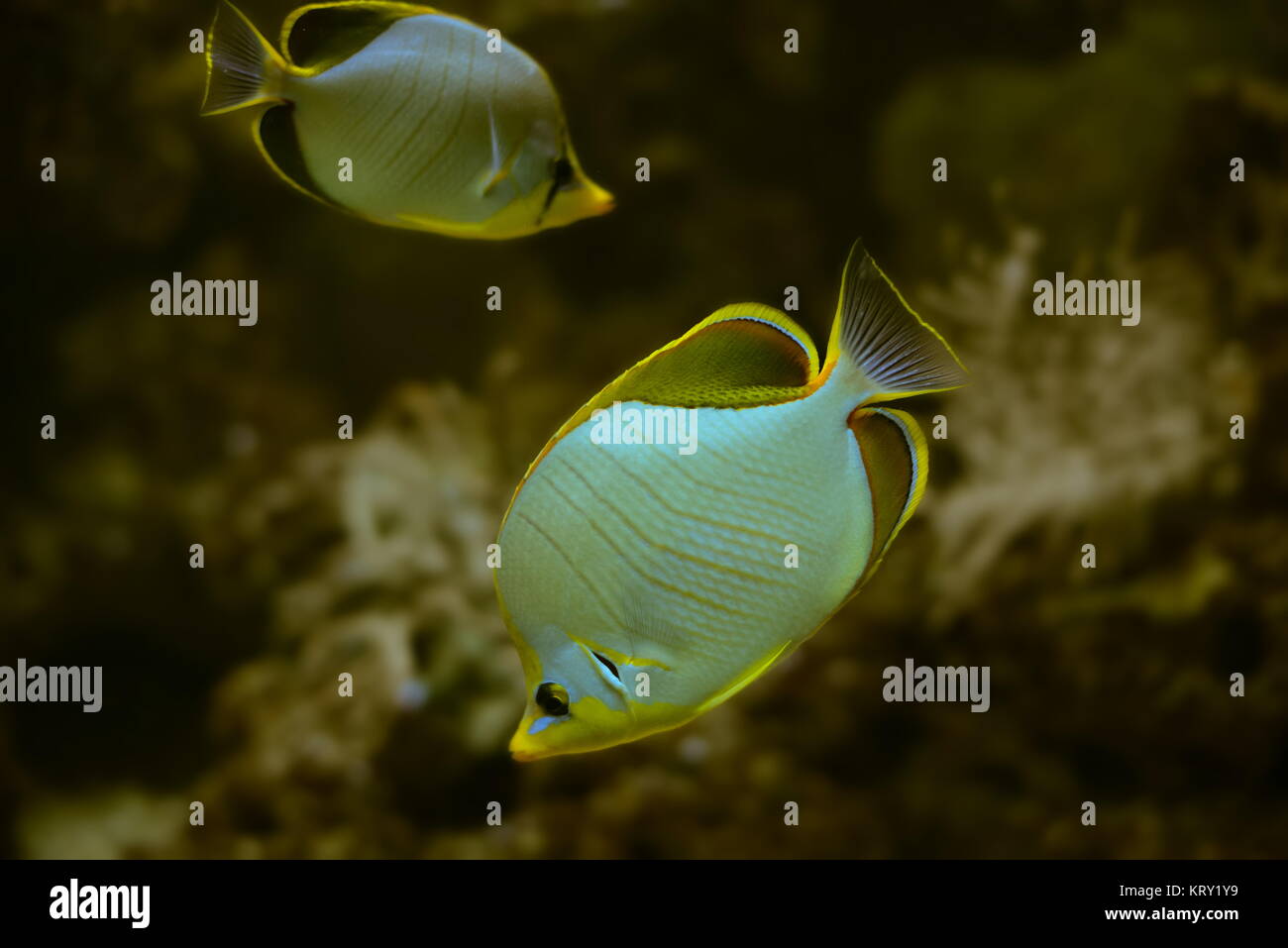 colorful pacific residents Stock Photo - Alamy