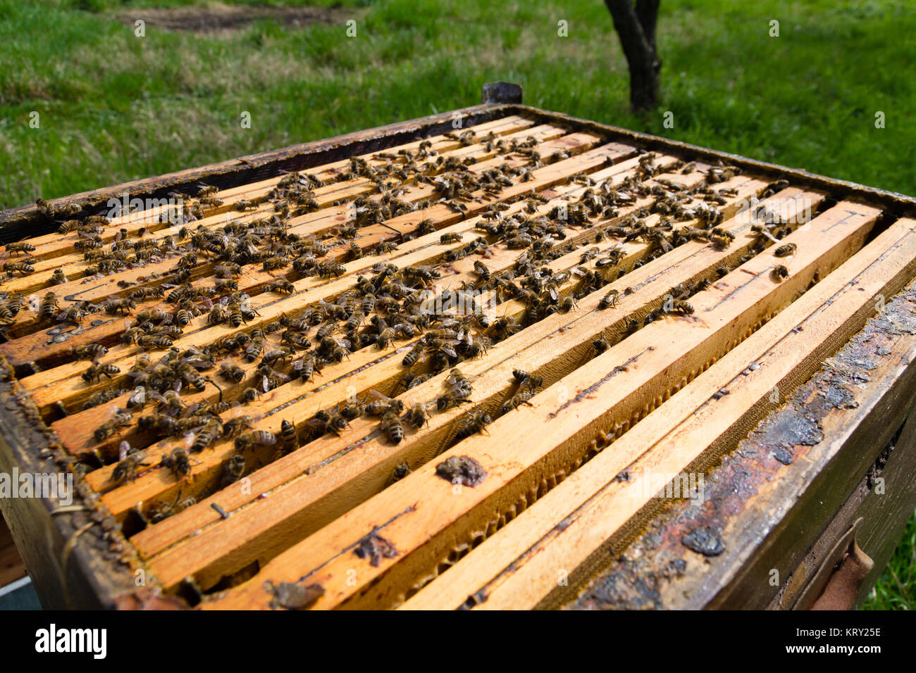 Open hive, beekeeping Stock Photo - Alamy