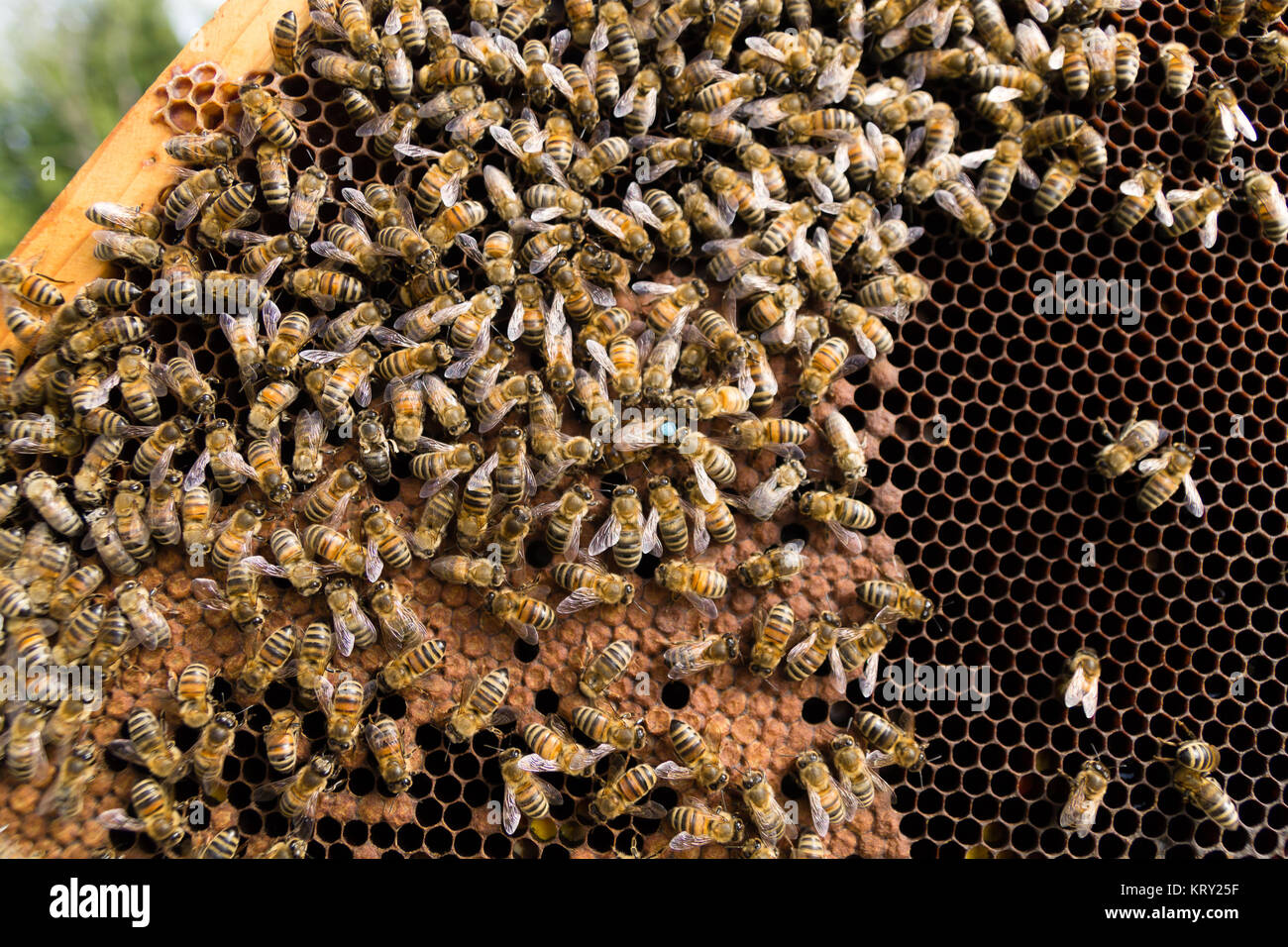 Queen bee close up Stock Photo - Alamy
